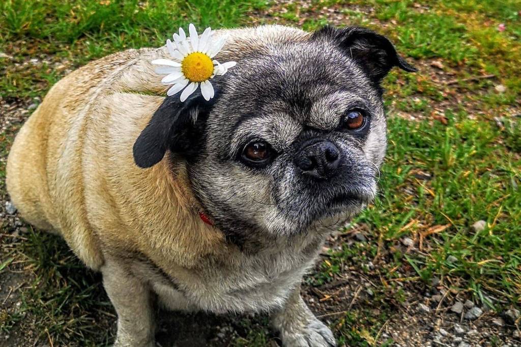 VIDEO: Kelowna man takes senior pug on six-hour cruise down B.C. trail ...