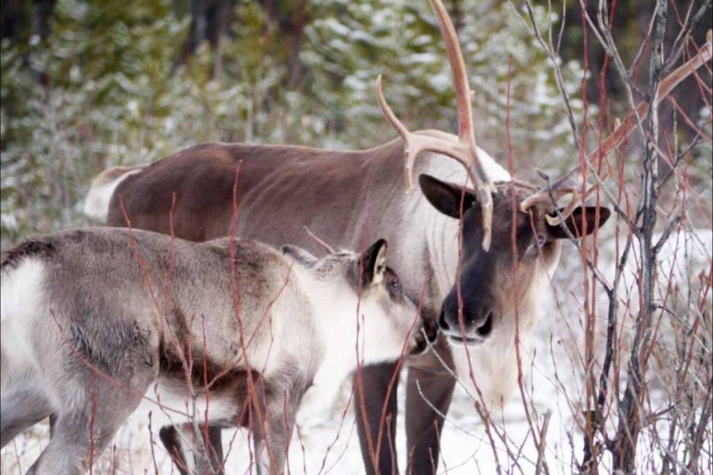 Caribou recovery plan sees 156 wolves culled in West Chilcotin ...