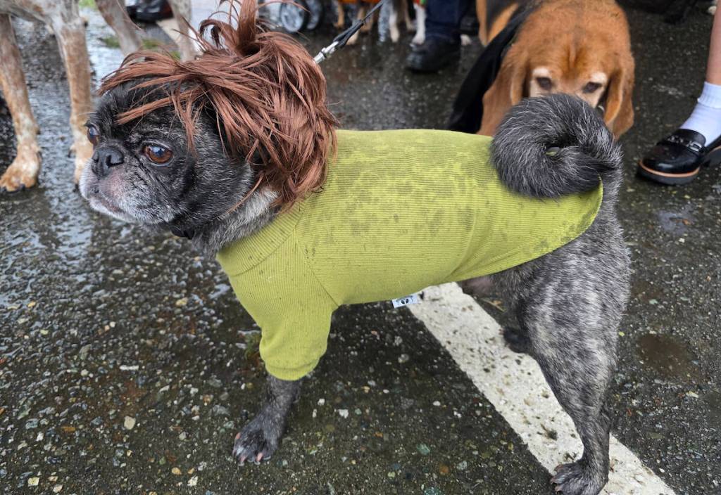 Photos: Dogs show off costumes for the Howloween parade | Comox Valley ...
