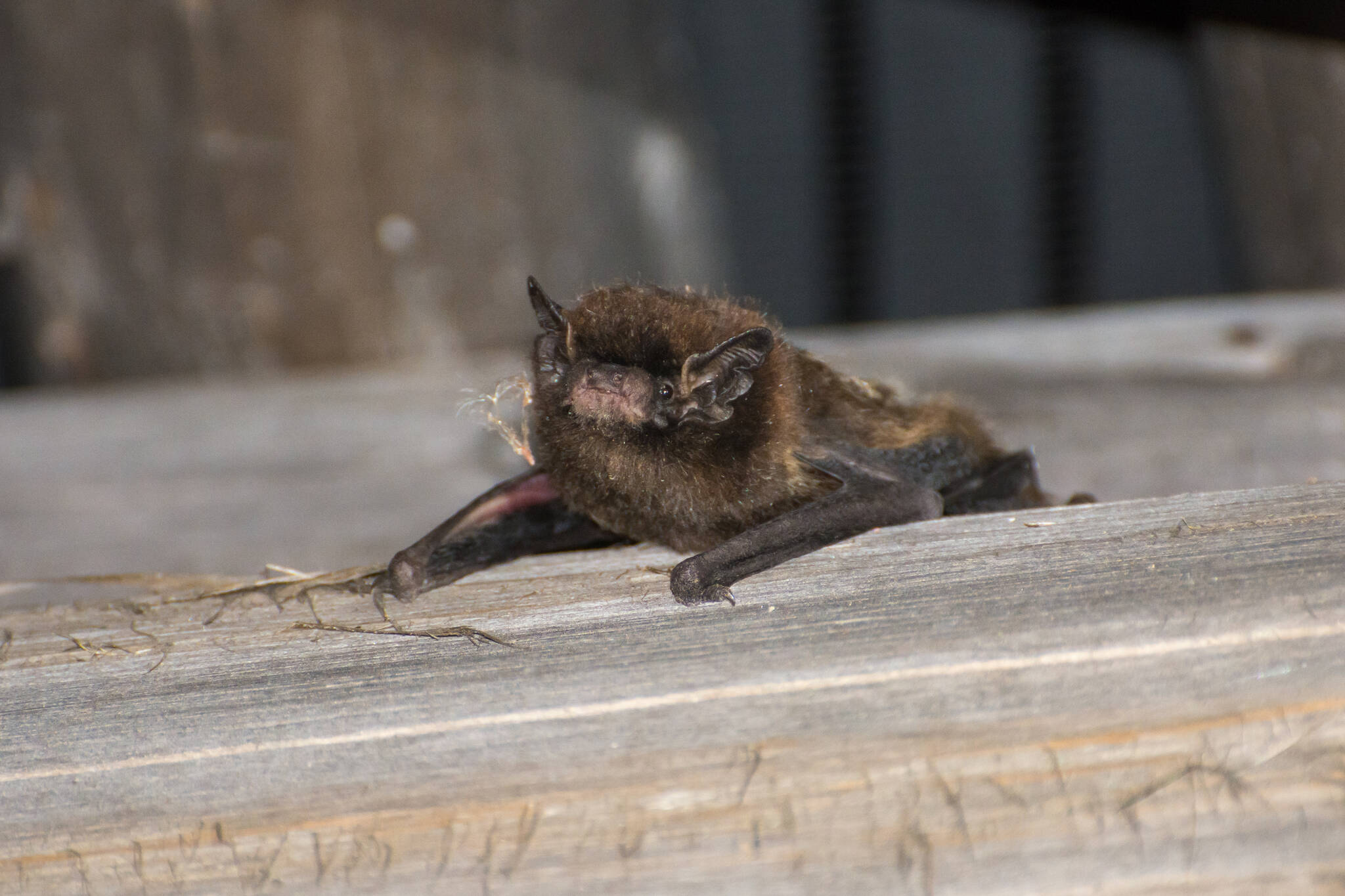 Bat Week continues throughout the Comox Valley | Comox Valley Record